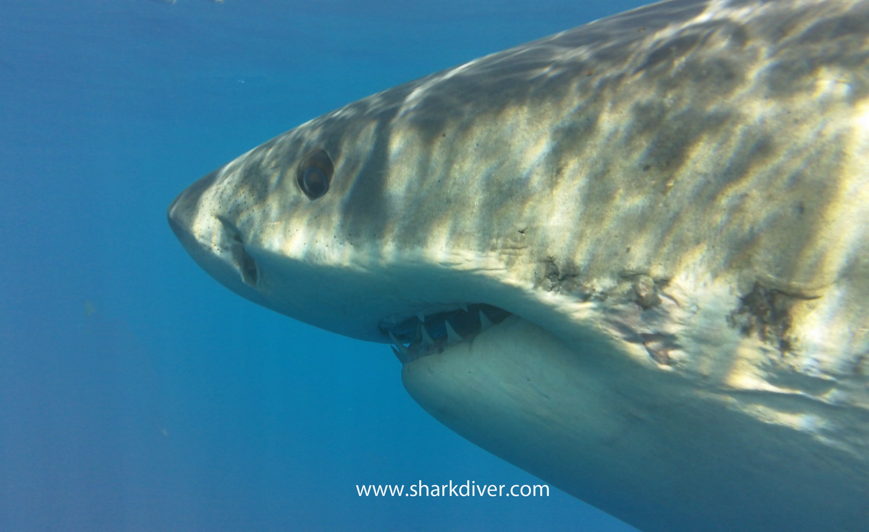 Shark Diving Thrives, Saving Sharks Around the World | Fox Small ...