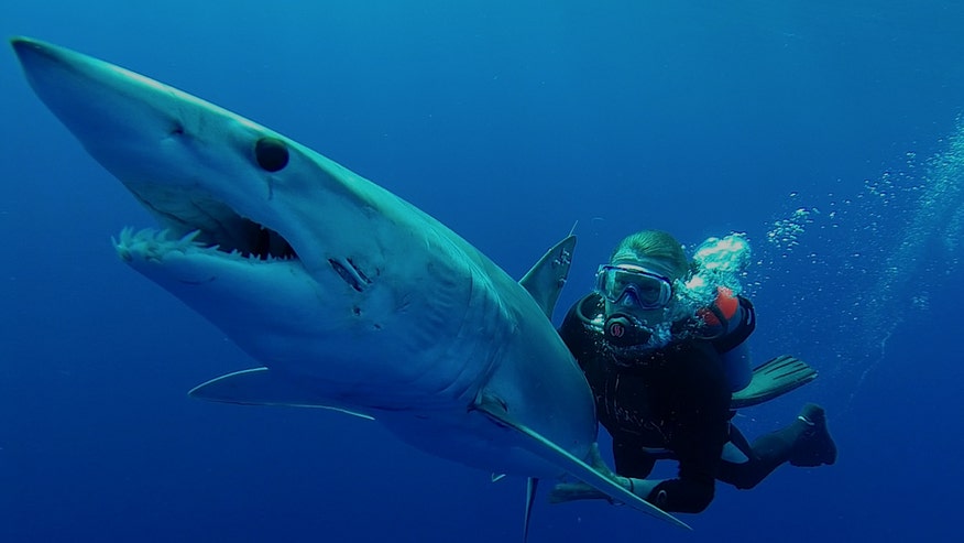 Longest tiger shark trackings reveal new insights into migration ...