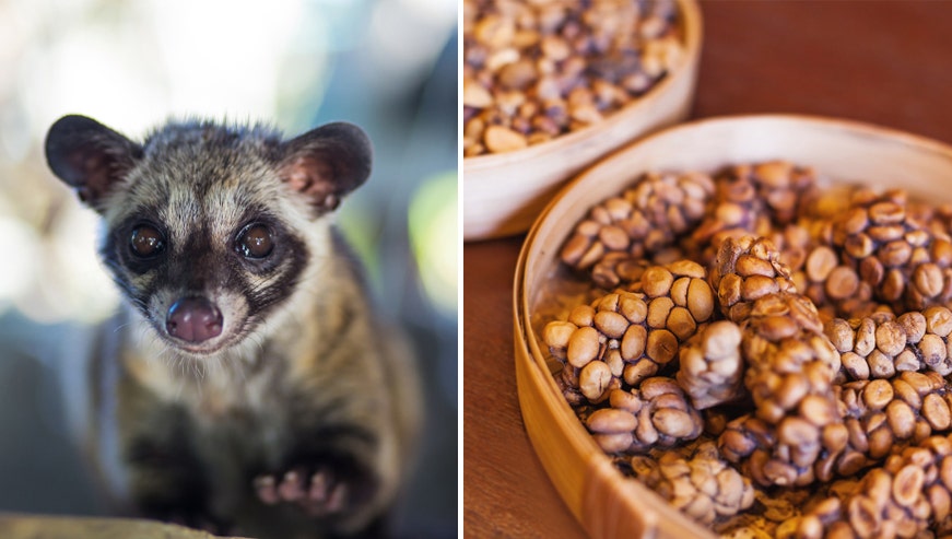 Poo brews, charcoal and monkey spit: Most extreme coffees in the world ...