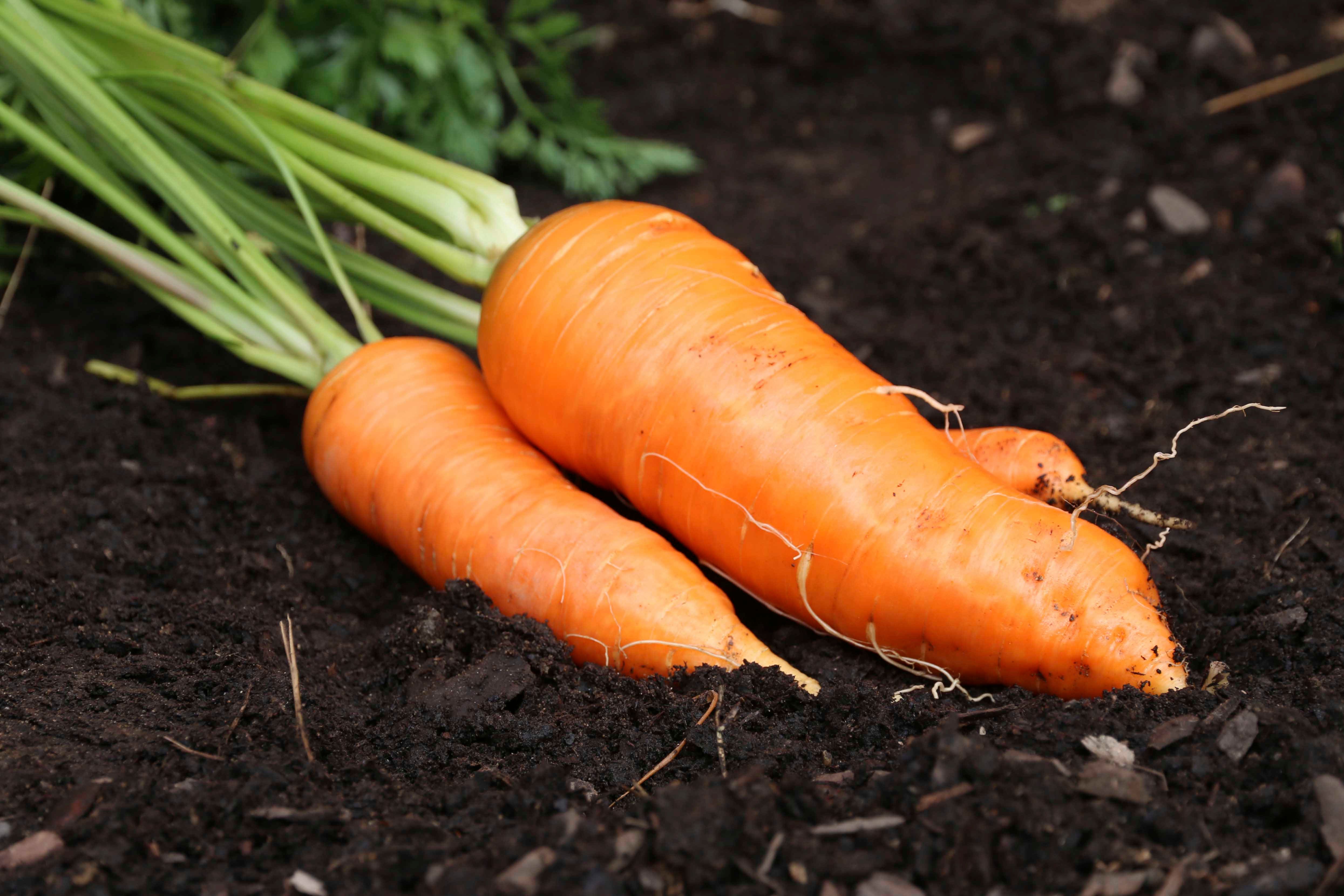 Everything you didn't know about carrots | Fox News
