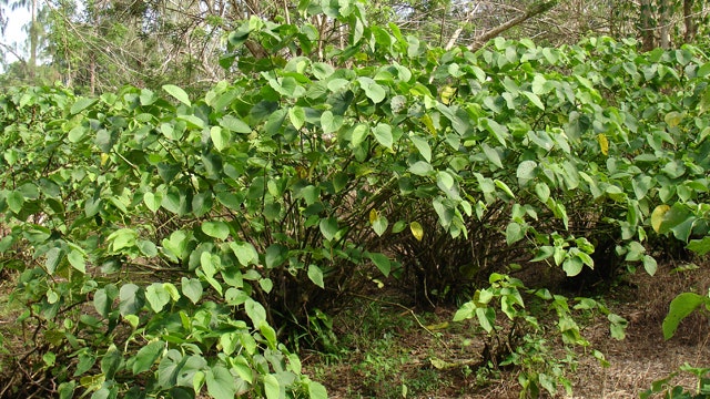 The Relaxing Power of Kava | Fox News