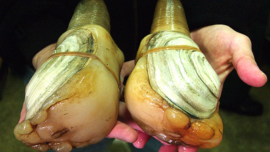 Would You Eat Geoduck? | Fox News