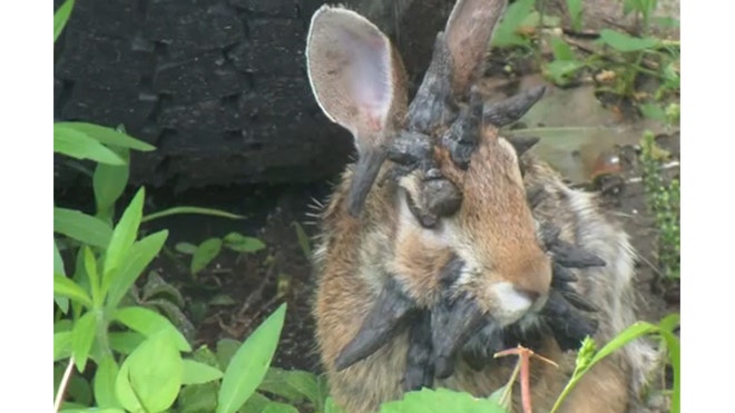 College student captures 'world's scariest rabbit' in video a viral hit ...