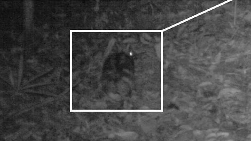 Rare striped rabbit caught on camera | Fox News