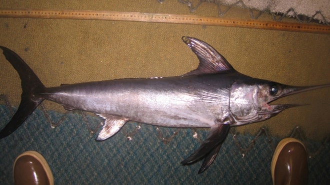 Hawaii man impaled, killed by swordfish after jumping into water to ...