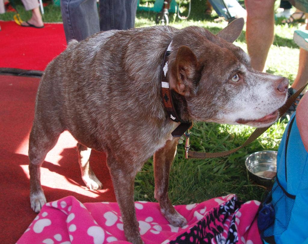 Mutts Dog Ugly at Marcus Glennie blog