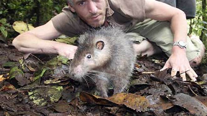 Evolution of Rats - Politics Forum.org | PoFo