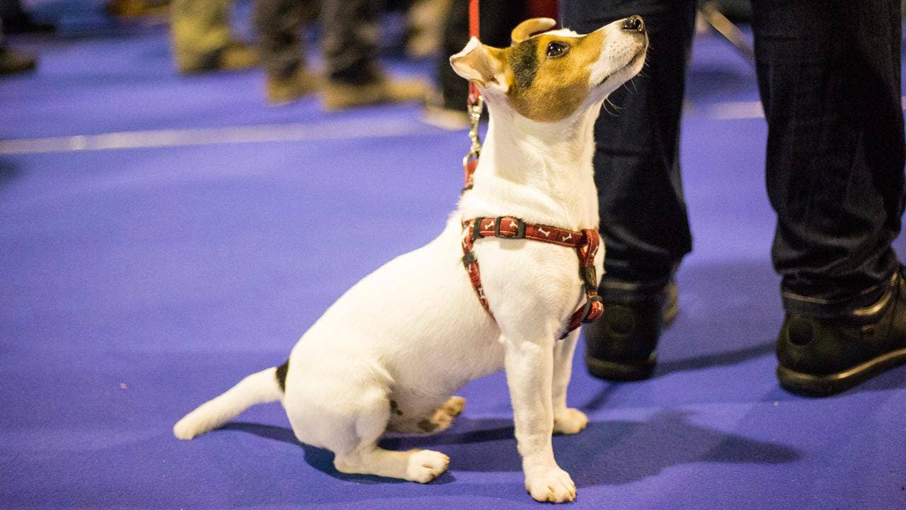 How this Seinfeld actor became the voice behind the National Dog Show ...