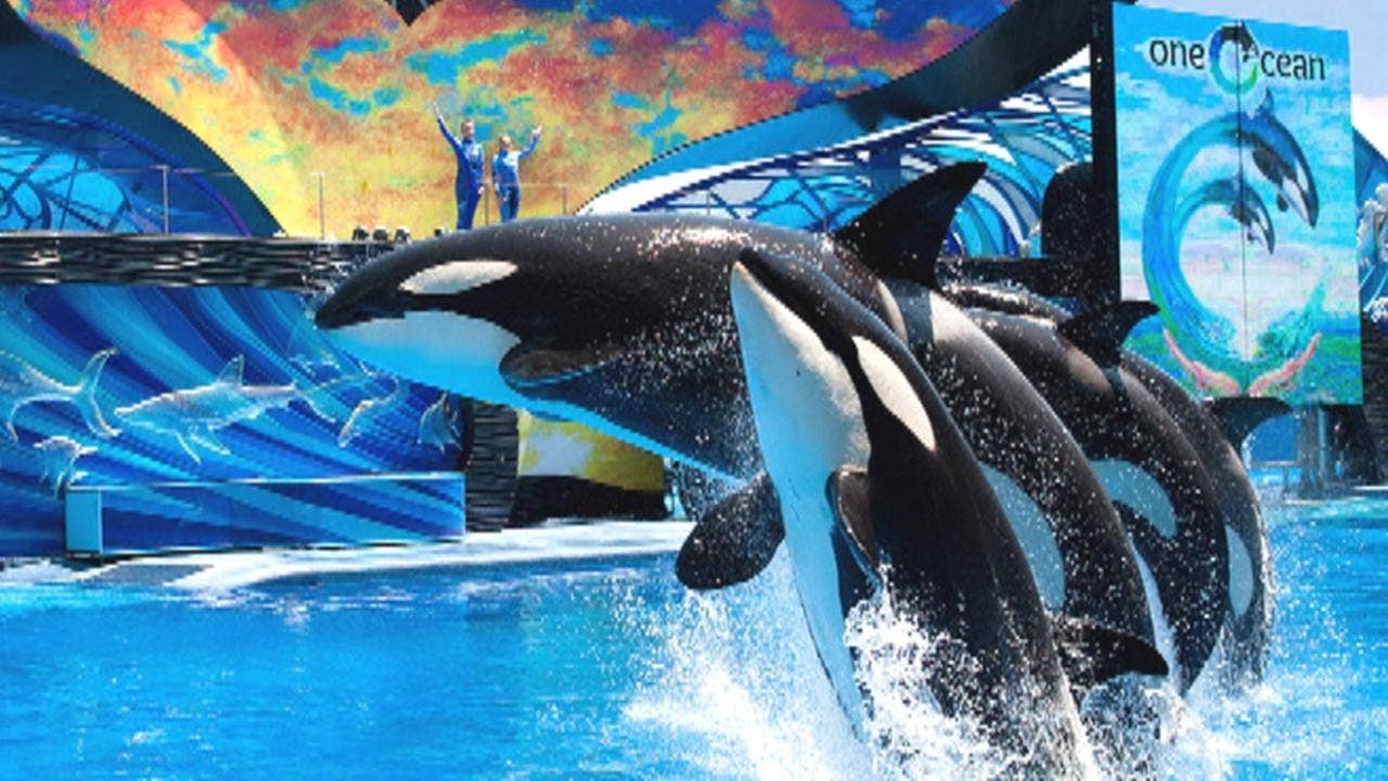 SeaWorld attendance surges after ‘Blackfish’ documentary scandal | Fox ...