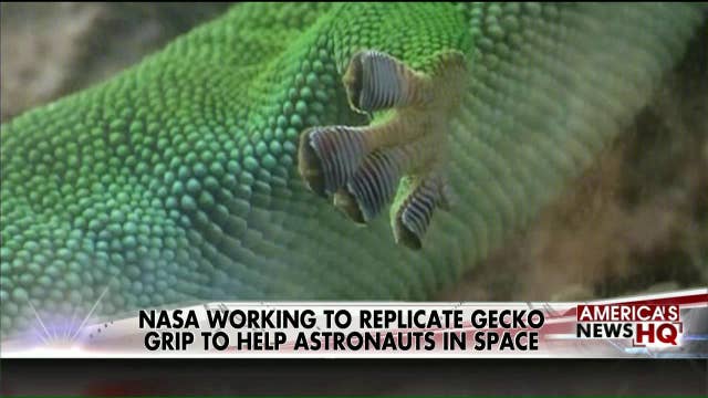 032115_gecko | Fox News Video