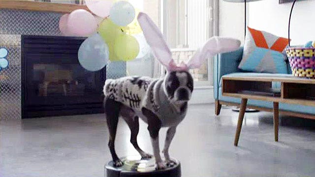 'Easter Dog' rides Roomba | Fox News Video
