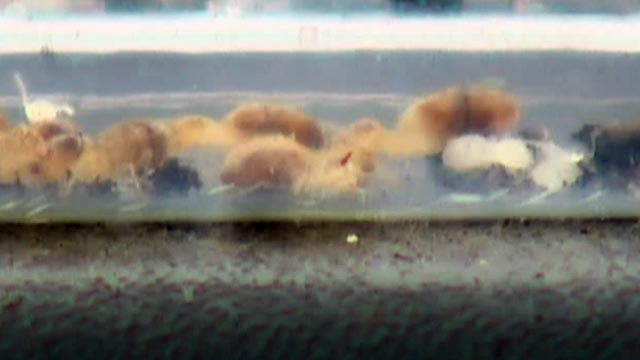 Scientists work to eradicate invasive termite explosion | Fox News Video