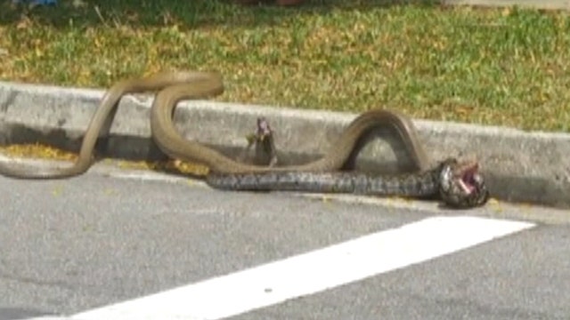 Battle of the reptiles: Video captures fight between python and cobra ...