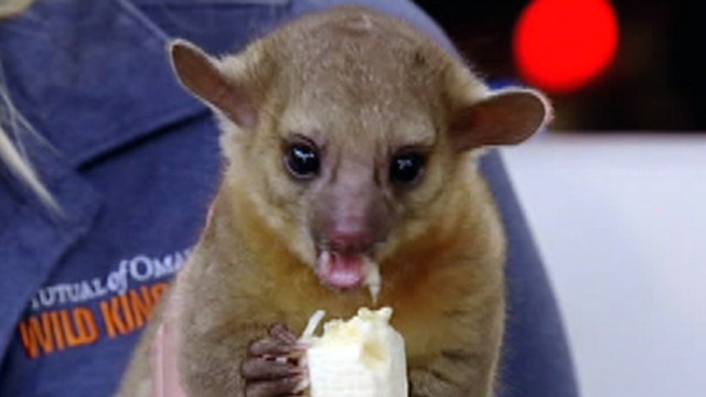 Fox Flash: Winnie the Pooh’s inspiration | Fox News Video