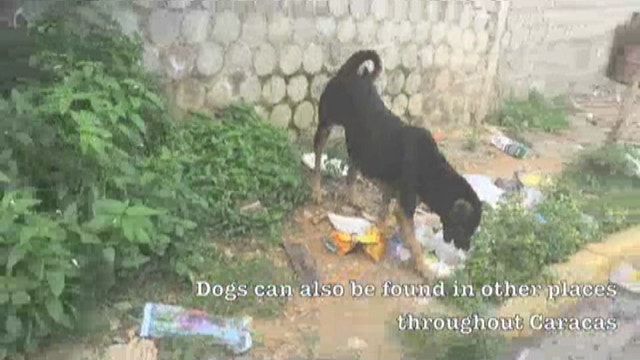 Pedigree dogs, cats go homeless in Venezuela | Fox News Video
