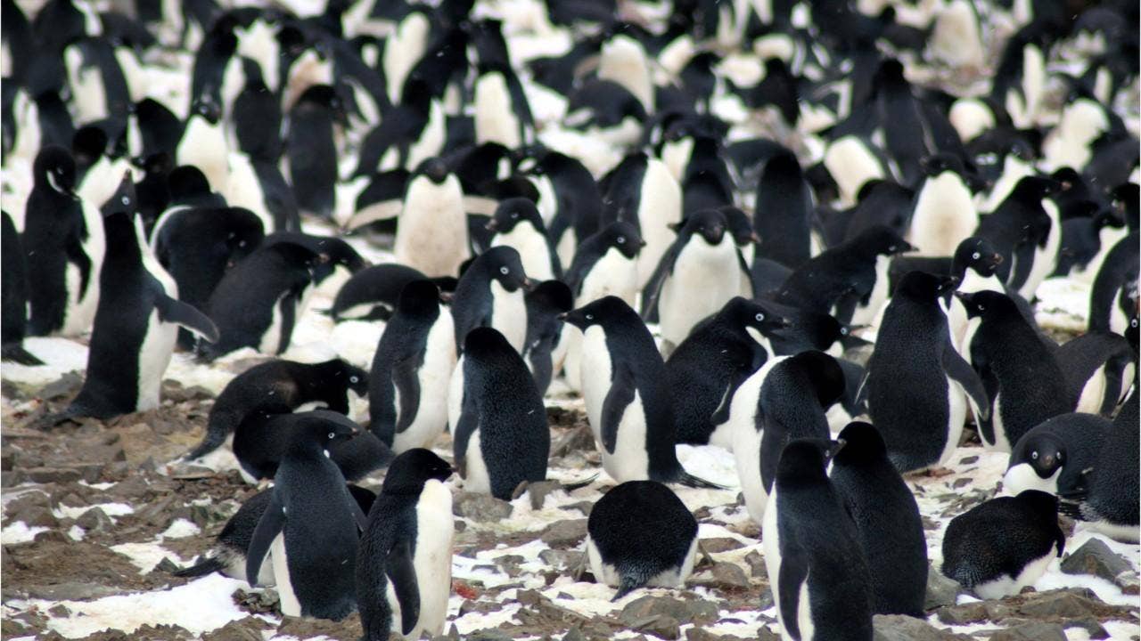 1.5M 'rare penguins' discovered in Antarctica | Fox News