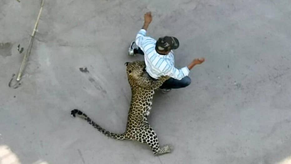 Shocking video shows terrifying leopard attack in Indian city | Fox News Shocking video shows terrifying leopard attack in Indian city | Fox News