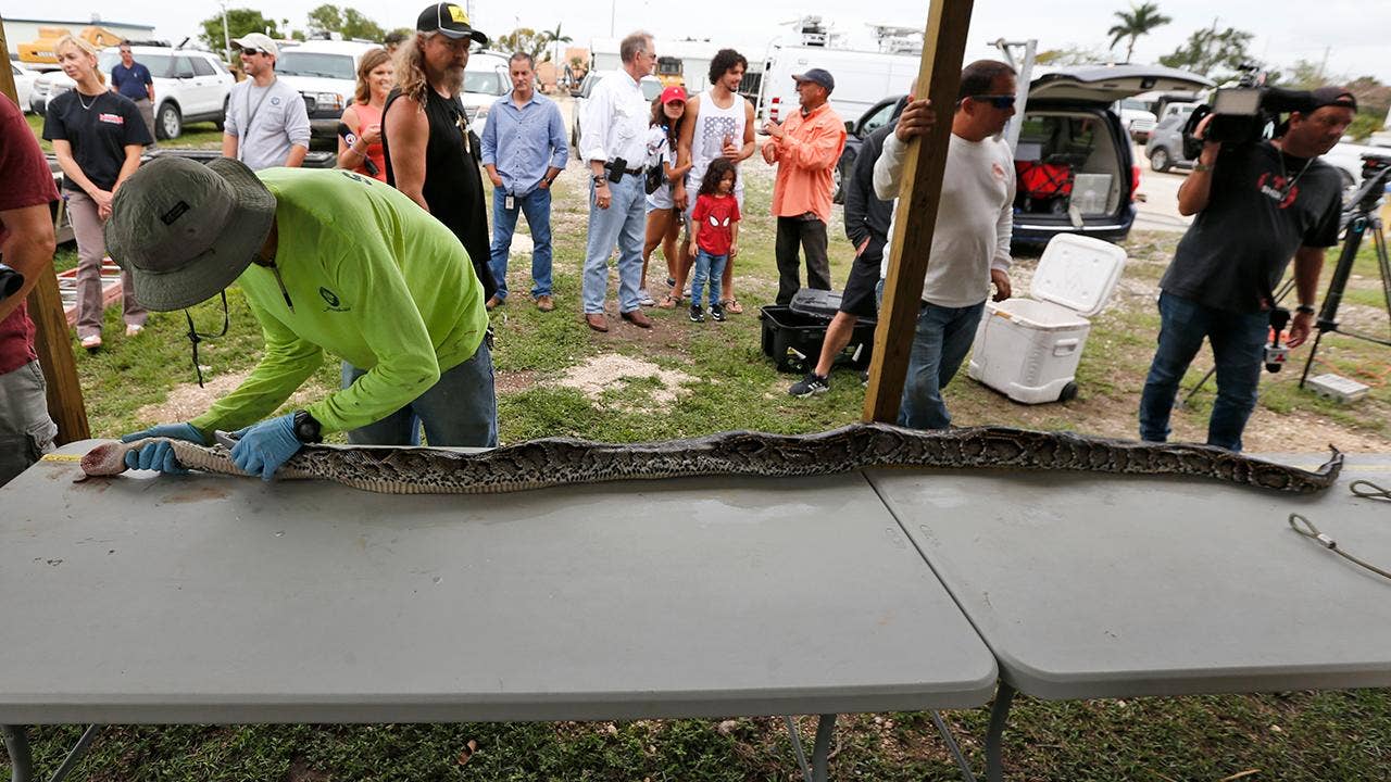 Florida snake hunters mark 1,000th python kill to fight Everglades ...