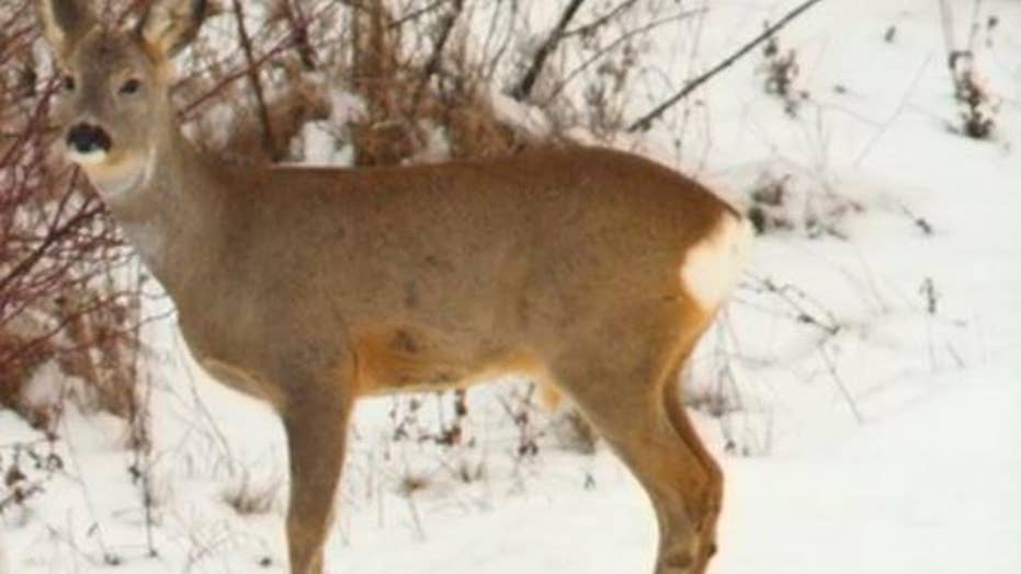101 Year Old Grandma Kills Two Deer With One Shot They Both Dropped Right There Fox News