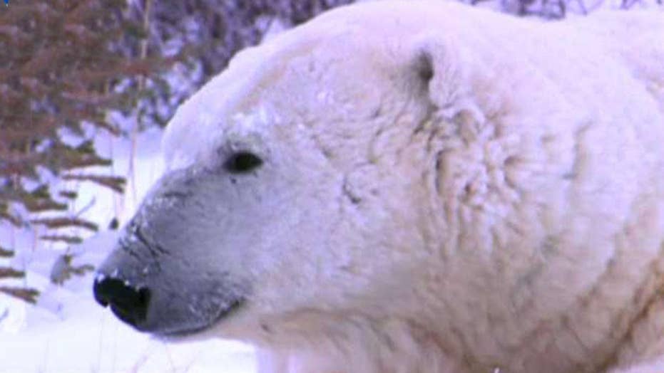 Polar bears invade Russian town; locals delighted but wary | Fox News