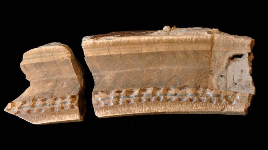 Giant sloth’s 27,000-year-old fossils reveal conditions before ...