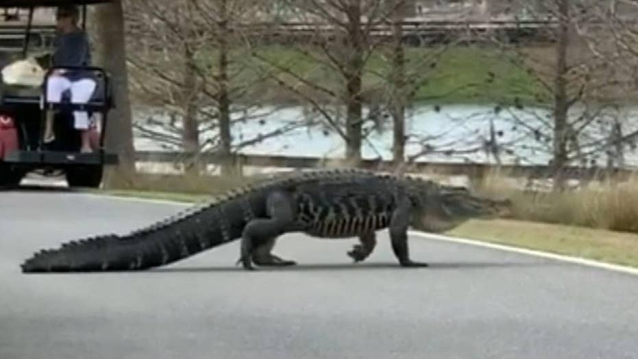 Massive alligator spotted walking in Florida community, becomes social ... Massive alligator spotted walking in Florida community, becomes social ...