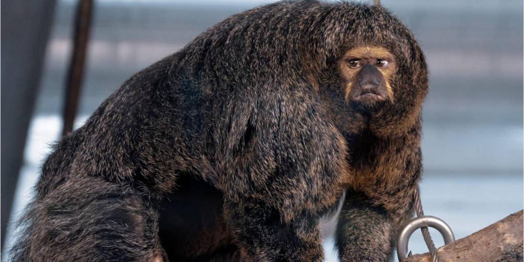 Muscular monkey captured in stunning photos: 'Looks like it's competing ... Muscular monkey captured in stunning photos: 'Looks like it's competing ...