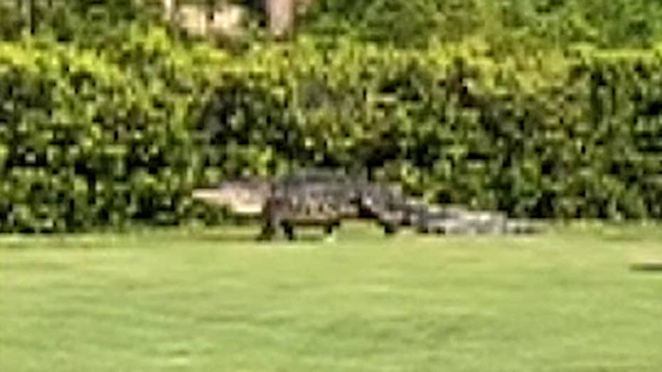 Huge alligator strolls across South Carolina golf course: He's 'running ... Huge alligator strolls across South Carolina golf course: He's 'running ...