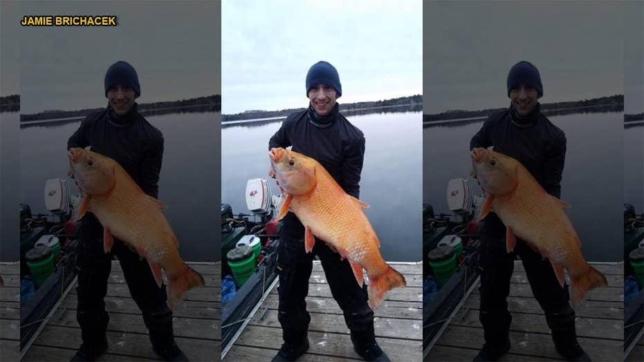 Expert determines man's giant catch to be rare, old fish: 'I had never ...