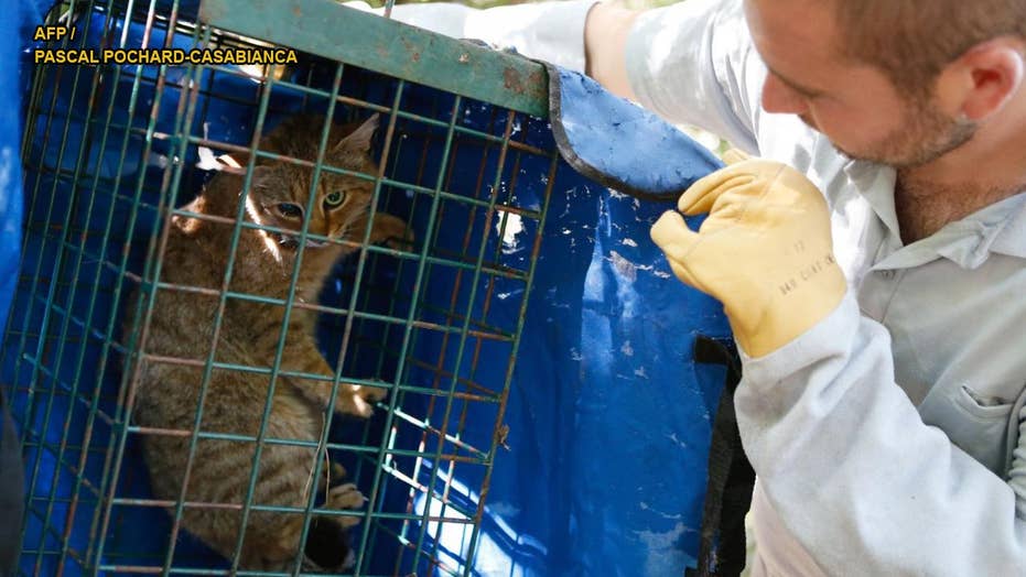 Mysterious 'cat-fox' discovered, may be a new species | Fox News Mysterious 'cat-fox' discovered, may be a new species | Fox News