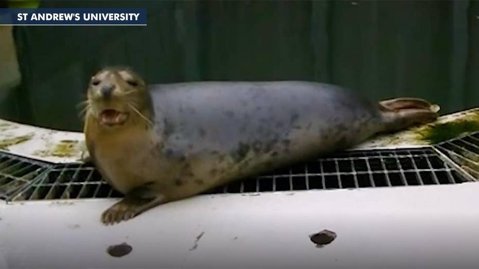 Seals 'sing' 'Twinkle, Twinkle, Little Star' and the 'Star Wars' theme ...