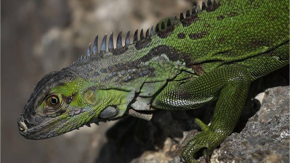 Florida encourages homeowners to kill green iguanas ‘on their own ... Florida encourages homeowners to kill green iguanas ‘on their own ...