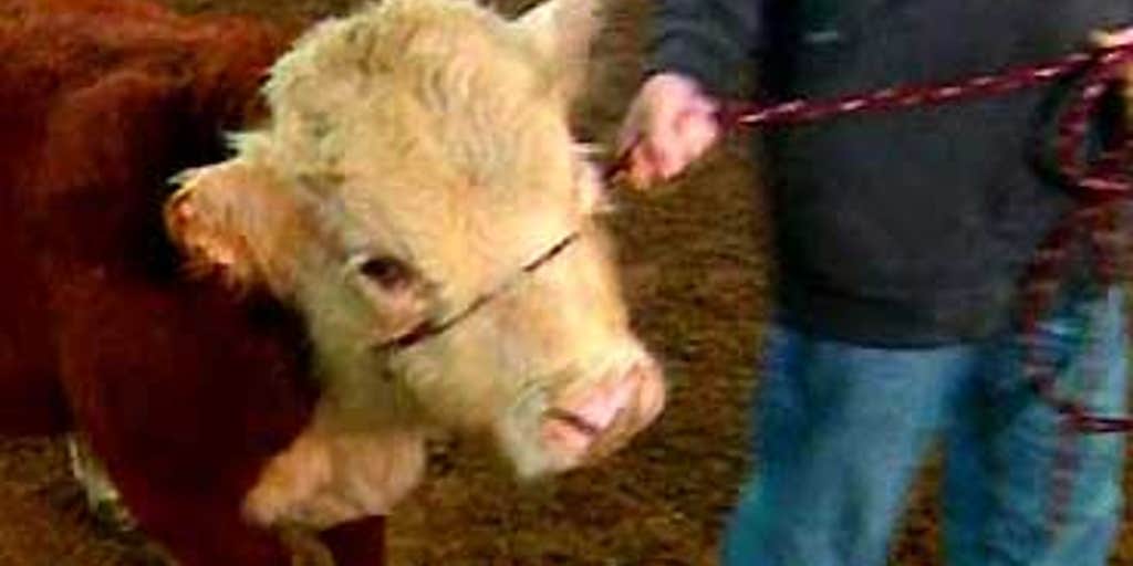 Mini Moo | Fox News Video