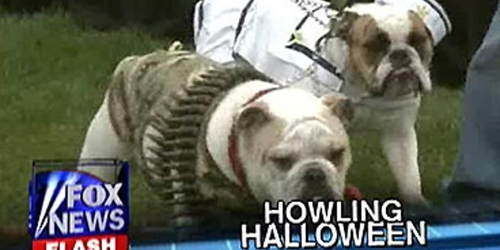 FOX News Flash: Live Desk Edition | Fox News Video