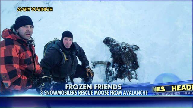 010315_moose | Fox News Video