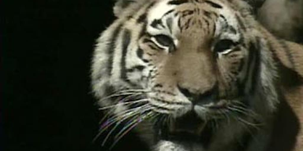 Tiger Mauling | Fox News Video