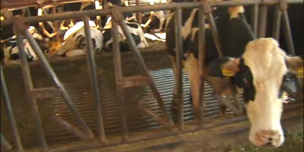 Economy's 'Got Milk' Farmers Upside Down | Fox Business Video