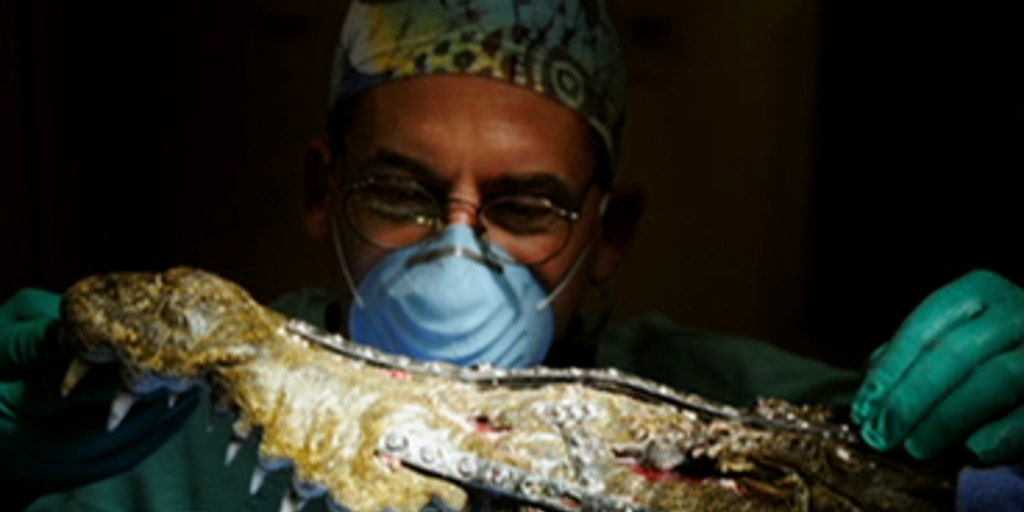 Croc Gets Reconstructive Surgery | Fox News Video