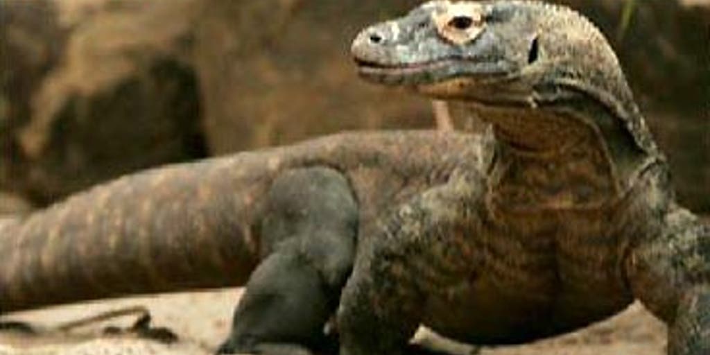 When Lizards Attack | Fox News Video