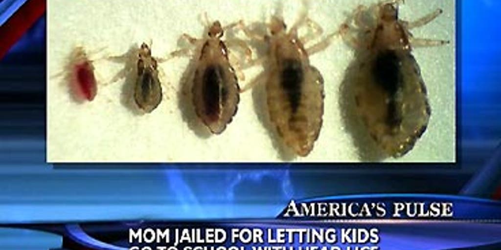 Big House for Louse? | Fox News Video