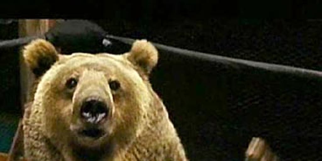 Grizzly Attack | Fox News Video