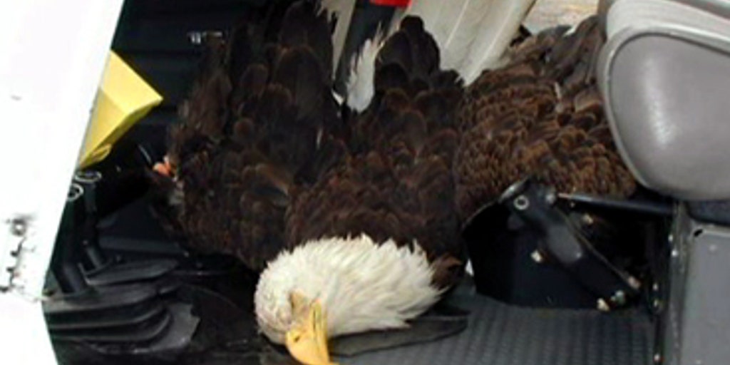 Birds Hitting Planes | Fox News Video