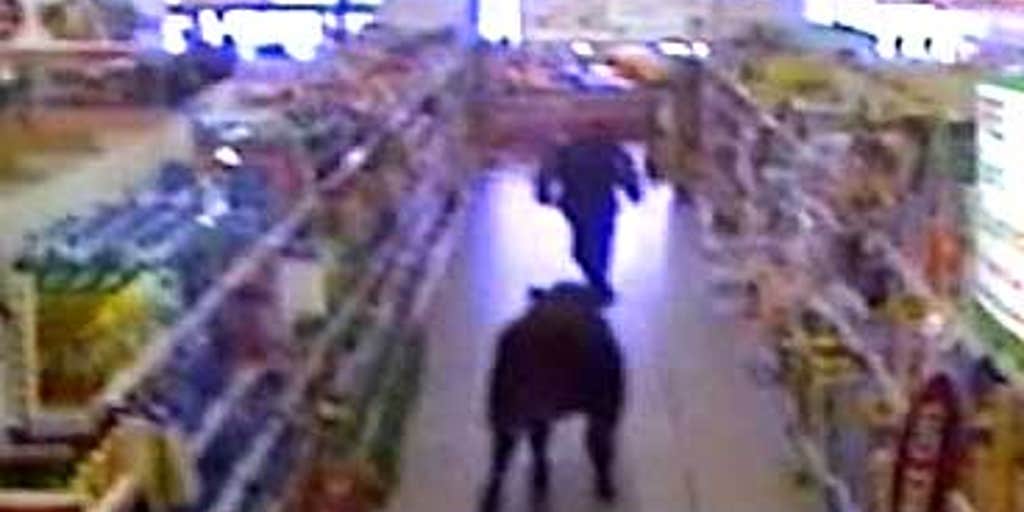 Raging Bull | Fox News Video