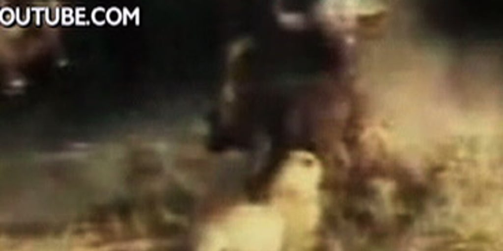 Lion Attack Caught on Tape | Fox News Video