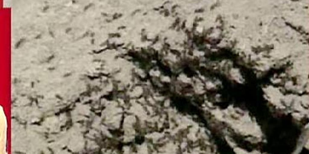 Attack of the Ants | Fox News Video