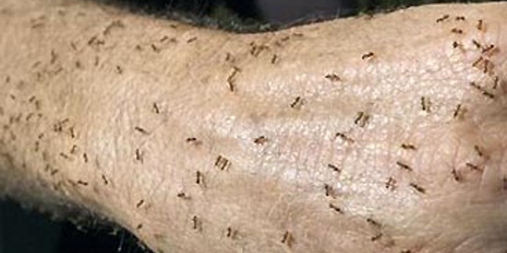 Pinheads & Patriots | Fox News Video