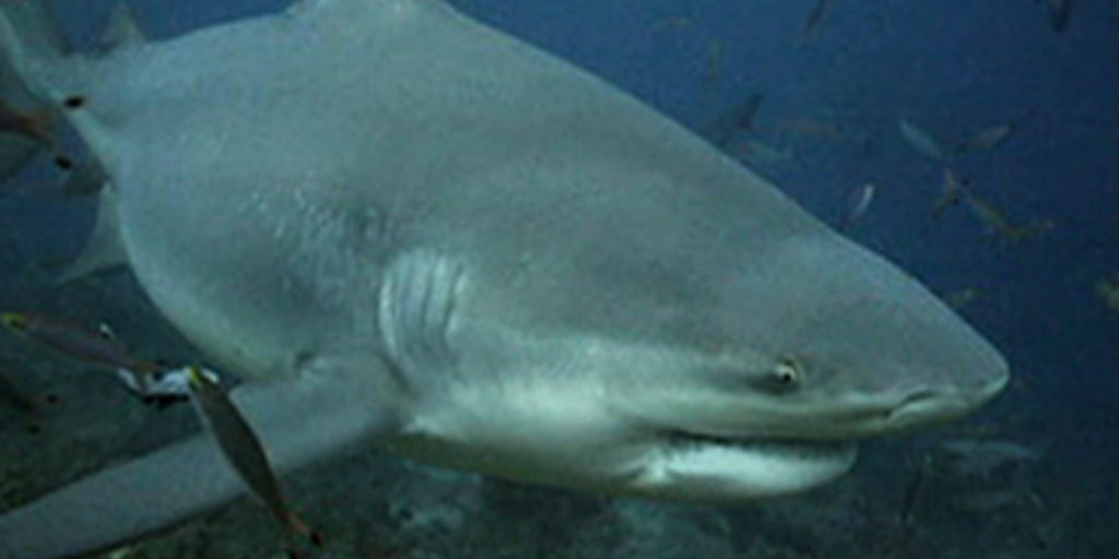 Shark Rips Off Boy's Hand | Fox News Video