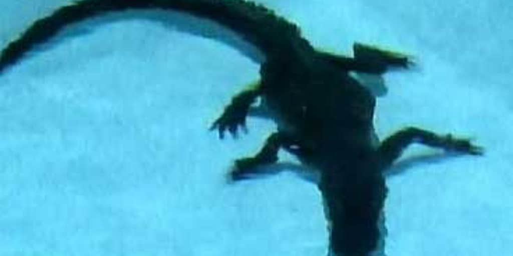 Man vs. Animal | Fox News Video