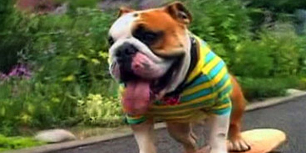 Skateboard Dog | Fox News Video