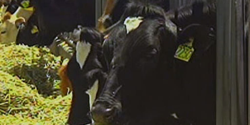 Cow Burps Cause Global Warming? | Fox News Video